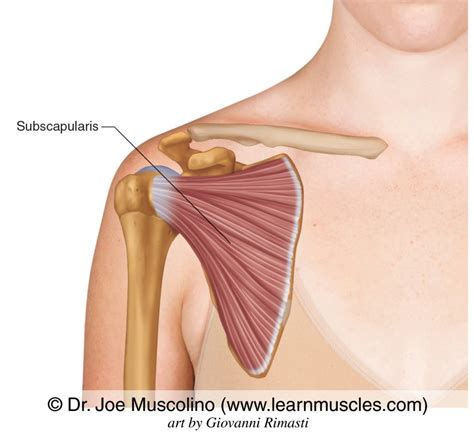 Anatomy Of The Subscapularis Muscle Everything You Need