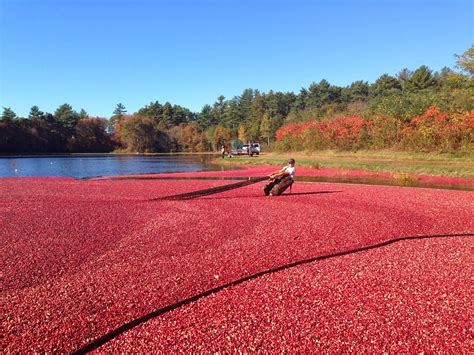 What Are Cranberry Bogs Used For At Gustavo Gomez Blog