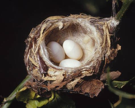 Hummingbird Eggs