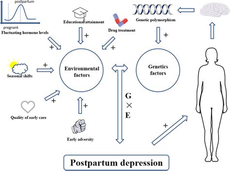 The Interaction Between Genes And Environment Leads To Postpartum