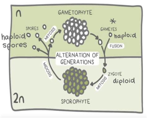 Module 2 Plant Evolution And Diversity Flashcards Quizlet