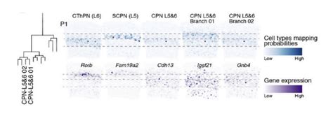 Revealing The Spatial Gene Expression Patterns Underlying Mouse Cerebral Cortex Development
