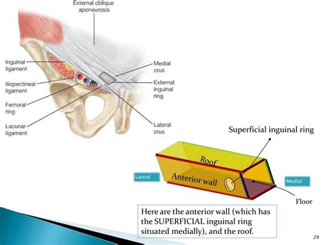 Ppt The Abdominal Wall And Inguinal Region Powerpoint Presentation Free Download Id 9468778