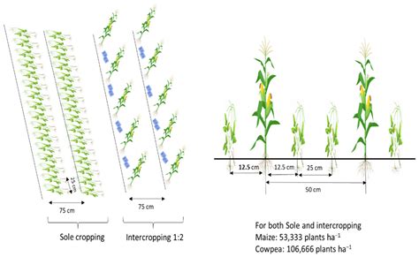 Breeding Cowpea For Adaptation To Intercropping For Sustainable Intensification In The Guinea