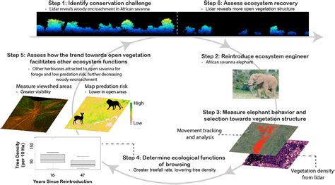 Feedback Loops Between 3d Vegetation Structure And Ecological Functions