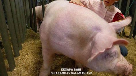 Kenapa Babi Dan Anjing Haram Arti Dan Penjelasan Tentang Binatang