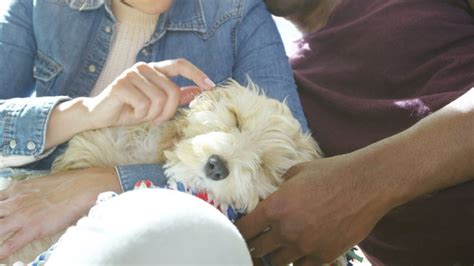 Cocker Poo Bilder Bläddra Bland 118 Stockfoton Vektorer Och Videor Adobe Stock