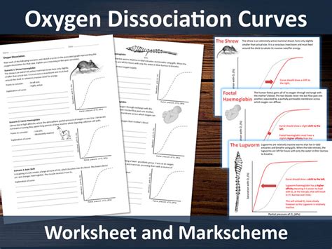 Oxygen Dissociation Curves Haemoglobin Worksheet For A Level