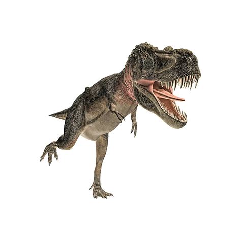 Tarbosaurus Dino Encyclopedia