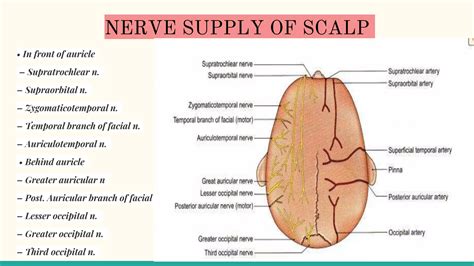 Scalp Nerve And Blood Supply Pptx Scalp Nerve And Blood Supply Pptx