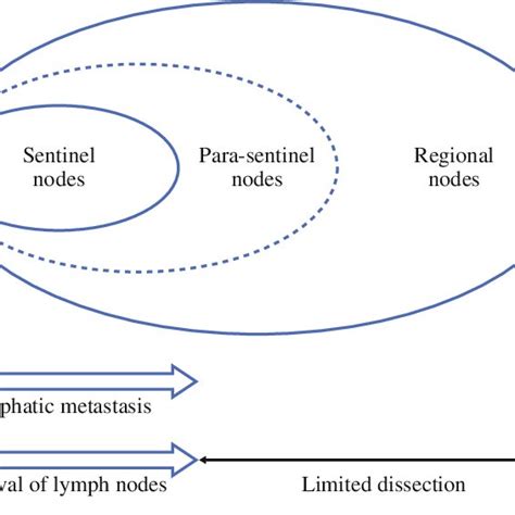Limited Axillary Lymph Node Dissection Download Scientific Diagram