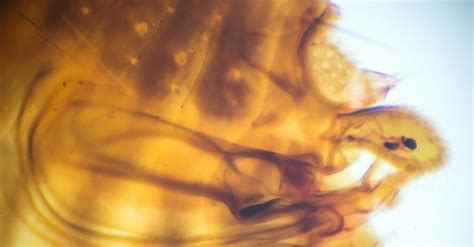 Does Pine Sol Kill Fleas Ways To Use Multi Purpose Detergent