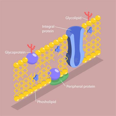 3d Isometric Flat Vector Illustration Of Structure Of Plasma Membrane