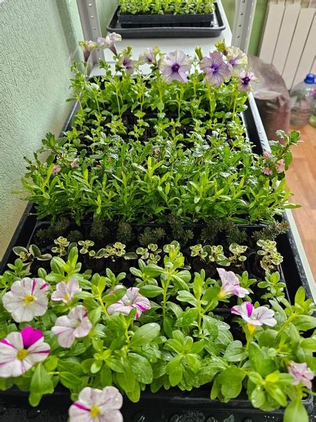 Укорененные ЧЕРЕНКИ в Нарьян Маре Петуния калибрахоа вербена алиссум и другие Фуксия 2025