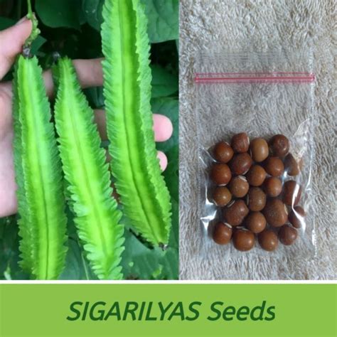 Sigarilyas Seeds 10 20 Pcs Shopee Philippines