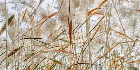 베이지 색 야생 잔디와 푸른 하늘로 자연 질감의 배너 윤곽 조명 유기적 인 디자인 흐림 배경 부드러운 파스텔 색상 미적 자연