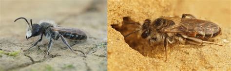 Types Of Bees Found In Virginia Bird Watching HQ