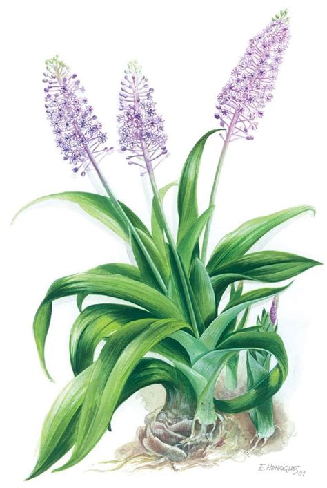 Cila Da Madeira Elisabete Henriques 2001 Funchal Ilha Da Madeira Arquipélagos