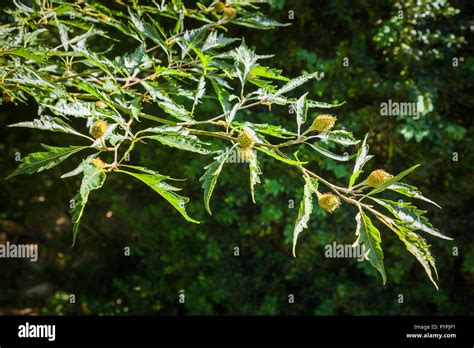 Fagus Sylvatica Asplenifolia Showing Embryonic Fruit In Early Summer In