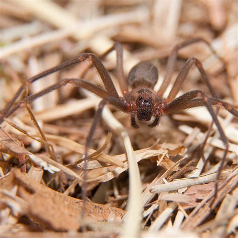 Brown Recluse Spider Facts Facts About The Brown Recluse Spider By