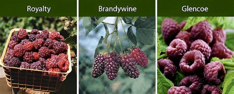 Selecting Raspberry For Your Farm Or Garden