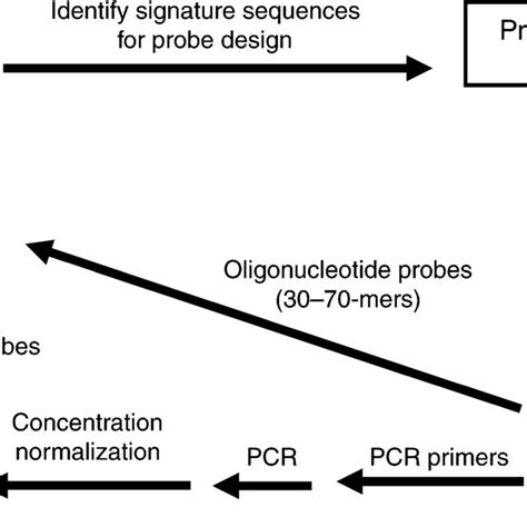 Flowchart Of Gene Specific Dna Microarray Production Download
