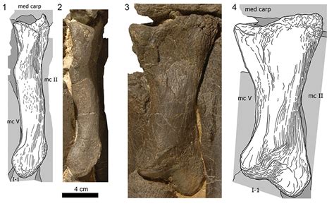 Manus And Pes Of Camarasaurus Figures