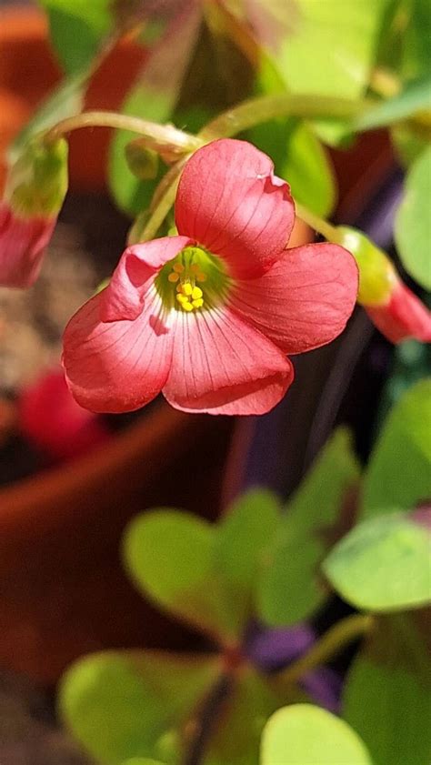 How To Grow Oxalis Tetraphylla Earthone