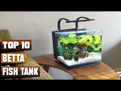 Coolest Betta Fish Tank Top 10 Most Popular Types Of Betta Fish