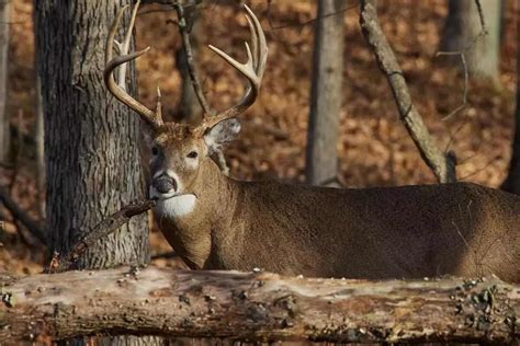 Whitetail Deer Hunting Trips Iowa 60 Photos