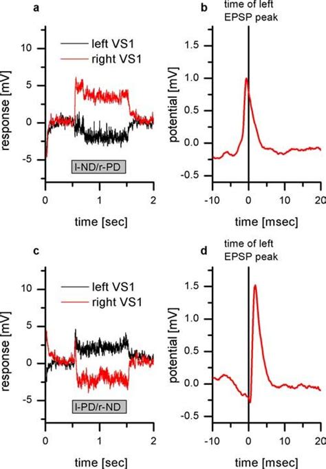 Responses Of A Right Vs1 And A Left Vs1 To Binocular Motion Stimuli A Download Scientific