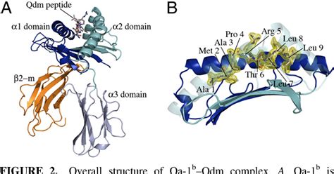 figure 2 from a structural basis for antigen presentation by the mhc