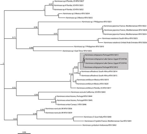 Genetic Identification Of Lake Haminoids Phylogram Generated By Download Scientific Diagram
