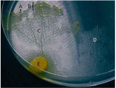 Brainless Slime Mold Uses External Spatial Memory To Navigate Complex Environments Kurzweil