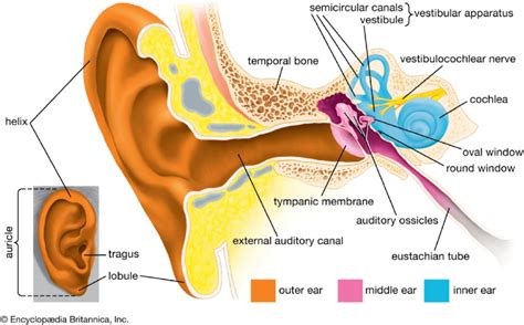 Human Ear By Courtesy Of Encyclopaedia Britannica Inc Copyright