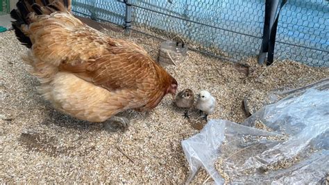 베테랑 엄마가 되어가는 청계암탉 병아리 부화 추가요 Youtube