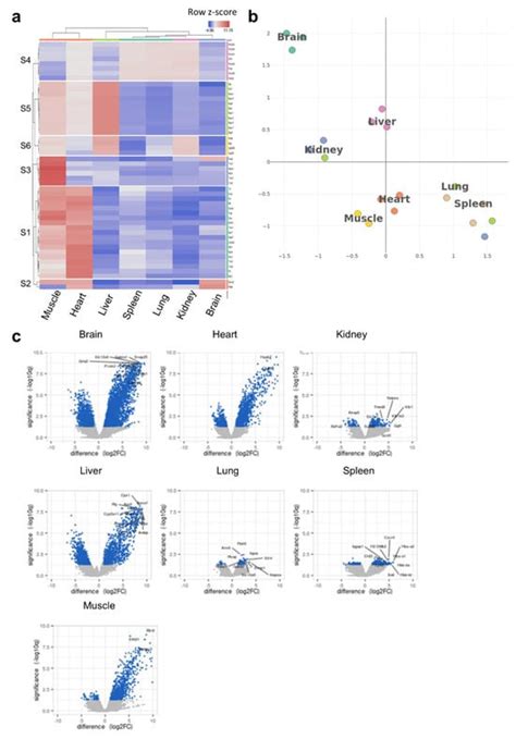 Decoding Codon Bias The Role Of Trna Modifications In Tissue Specific Translation