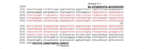 The Primer Position Bold Underline And The Exon Region Red Text Download Scientific