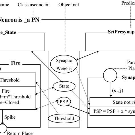 An Object Oriented Petri Net Model Demonstrating The Neural Activity