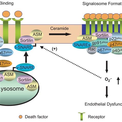 Formation And Function Of Mr Redox Signalosomes In Response To Death