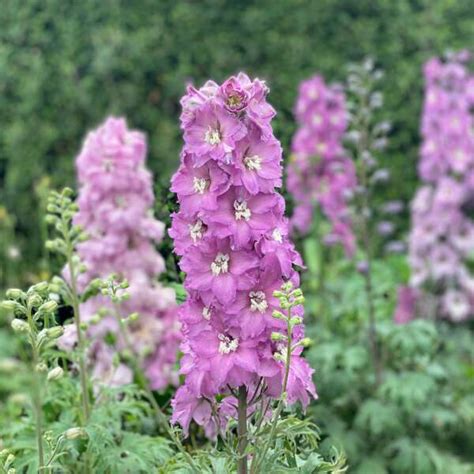 Delphinium Mini Pinks Walters Gardens Inc