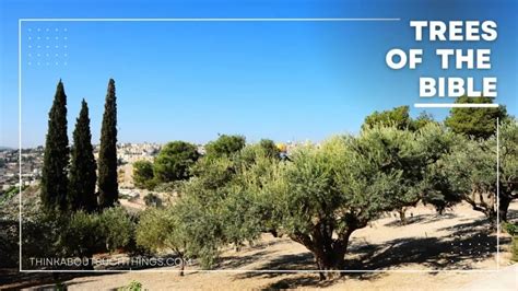 Trees In The Bible Symbolism And Significance Think About Such Things