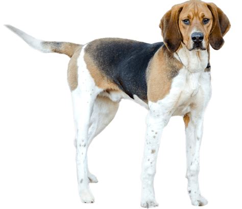 Are Treeing Walker Coonhounds Aggressive