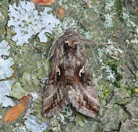 Silver Y Facts Diet Habitat And Pictures On Animaliabio