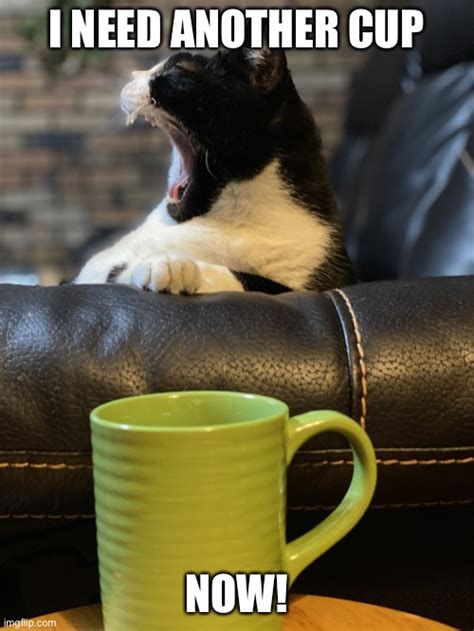 Image Tagged In Coffee Cat Imgflip