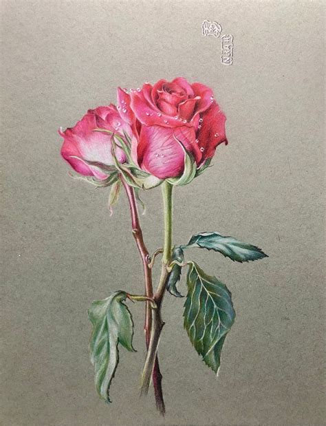 Original Two Roses Colored Pencil Drawing On Gray Paper 6x8 Etsy