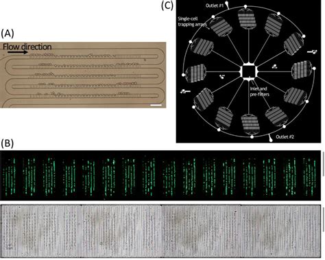 figure 1 from high throughput microfluidic single cell trapping arrays