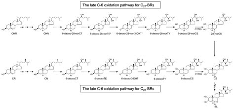 BR Biosynthetic Pathways In Tomato Seedlings The Solid Arrows Indicate