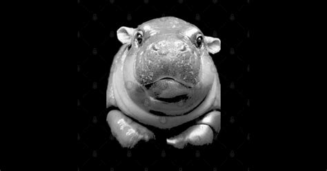 Moo Deng Moo Deng Sticker Teepublic