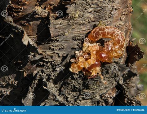 Resin Of A An Old Tree Royalty Free Stock Photo CartoonDealer Com 129083481